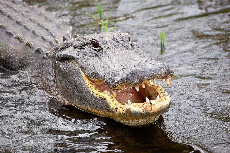 Interesting Nature Facts #78 - American Alligator - RichLeighton.com
