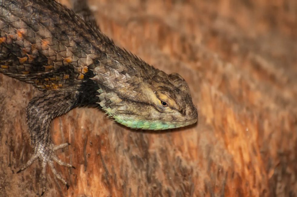 Reptiles - RichLeighton.com