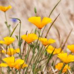 Native Orchids of the Pacific Northwest - RichLeighton.com