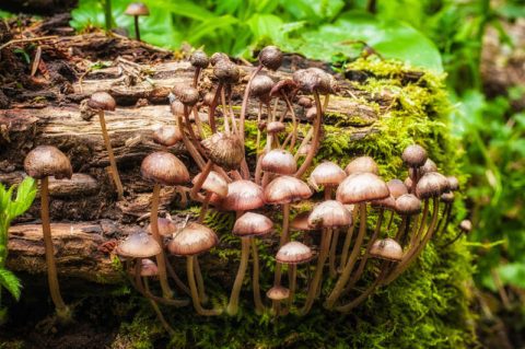 Mushrooms and Lichens - RichLeighton.com